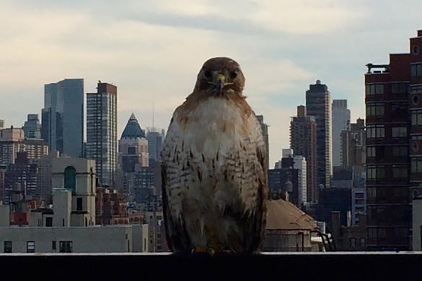 Hive Mind: Birds and Bees Become Haute Amenities at NYC Condo Buildings ...